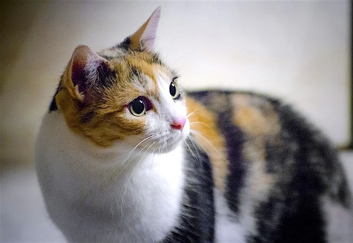 Calico Cat | Animal Atomizer Wiki | Fandom