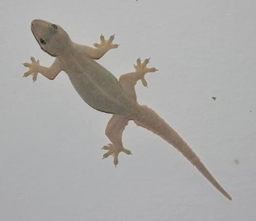 Lizard | Animal Atomizer Wiki | Fandom