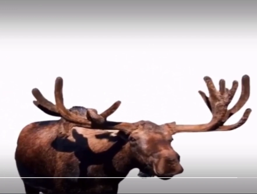 Moose/Episode Gallery | Animal Atomizer Wiki | Fandom