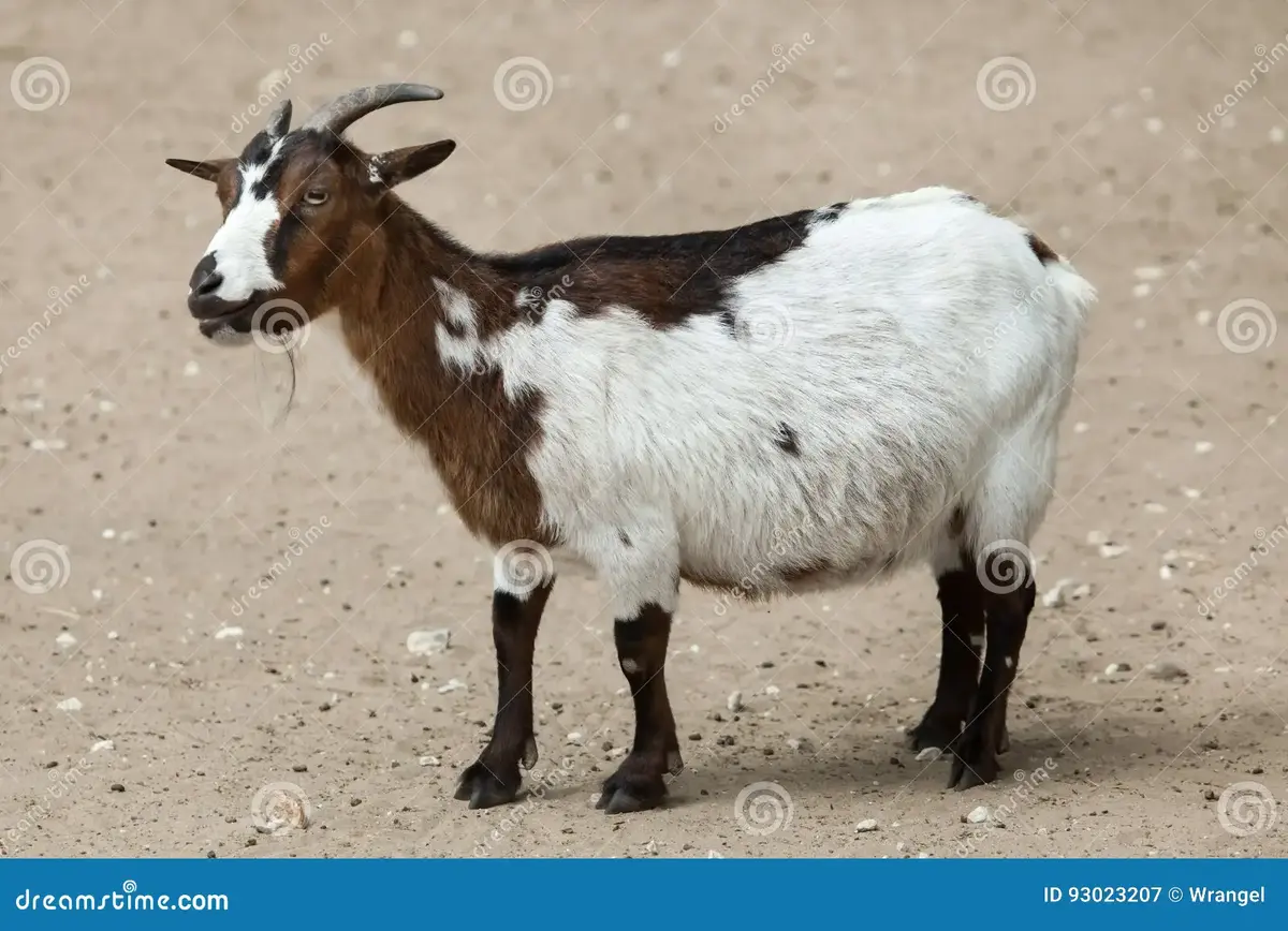 Domestic Goat | Animal Atomizer Wiki | Fandom