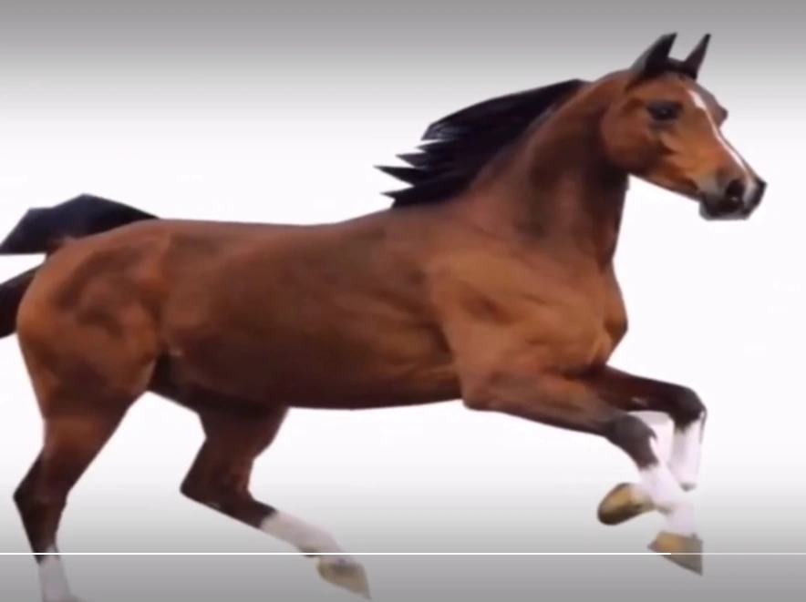 Domestic Horse/Episode Gallery | Animal Atomizer Wiki | Fandom