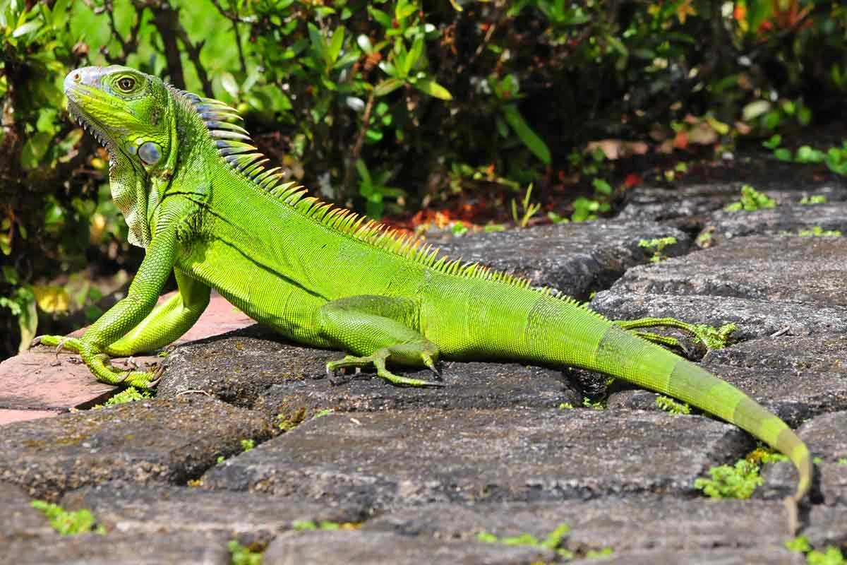 Green Iguana | Animal Atomizer Wiki | Fandom