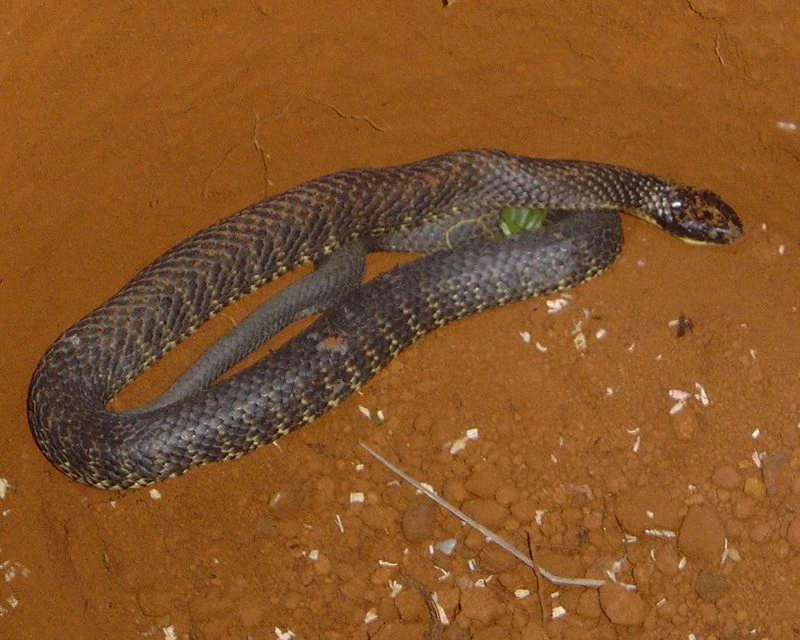 Tiger Snake | Animal Atomizer Wiki | Fandom