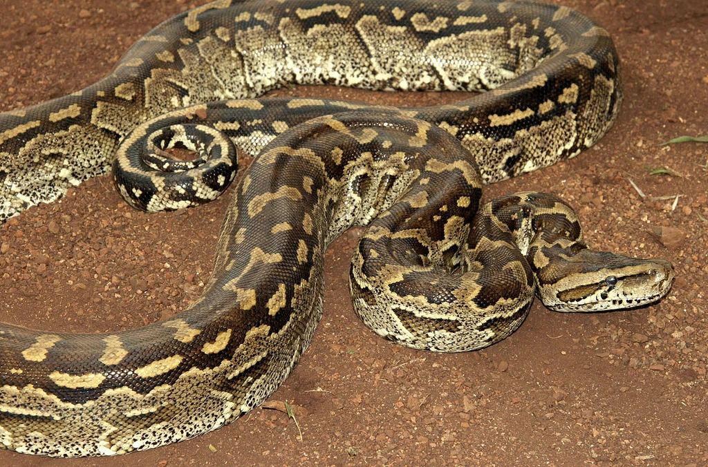 African Rock Python | Animal Atomizer Wiki | Fandom