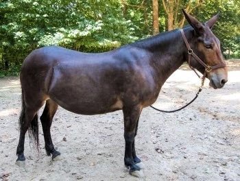 Mule | Animal Atomizer Wiki | Fandom