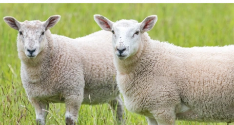 Ewe | Animal Atomizer Wiki | Fandom