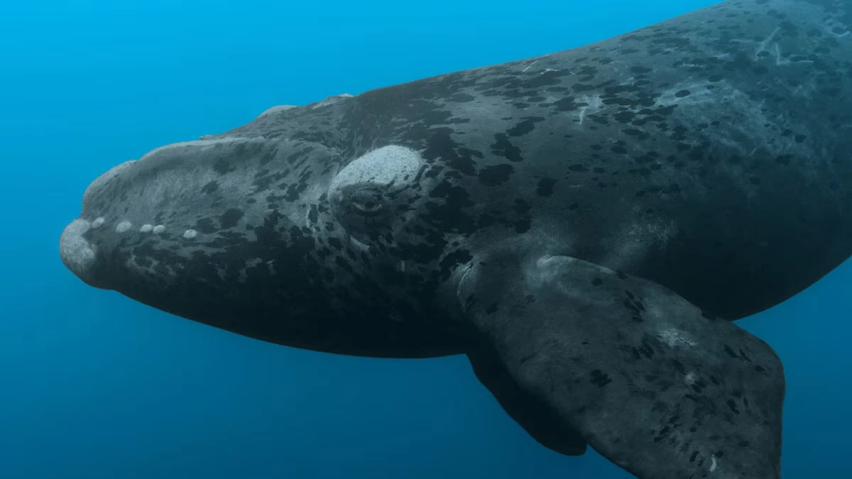 Right Whale | Animal Atomizer Wiki | Fandom