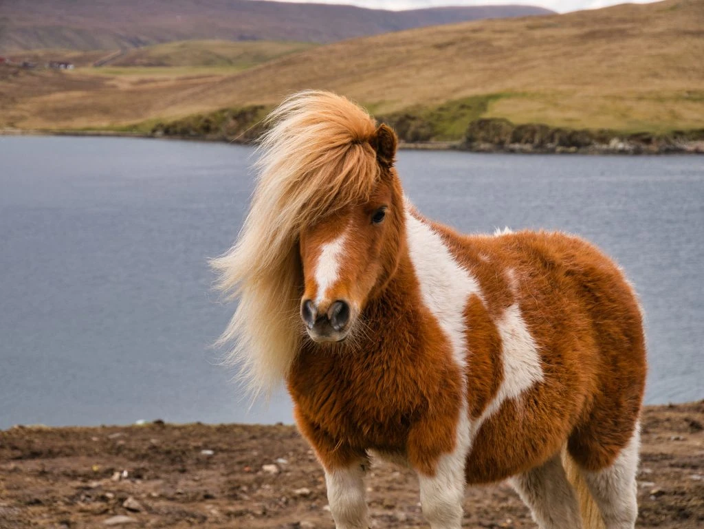 Shetland Pony | Animal Atomizer Wiki | Fandom
