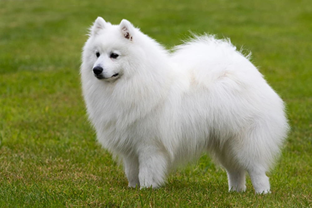 Japanese Spitz | Animal Atomizer Wiki | Fandom