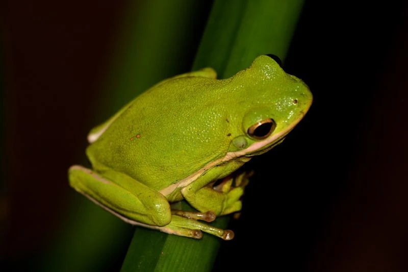 Green Tree Frog | Animal Atomizer Wiki | Fandom