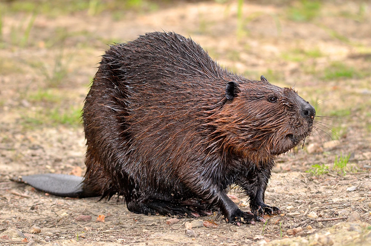 North American Beaver | Animal Atomizer Wiki | Fandom
