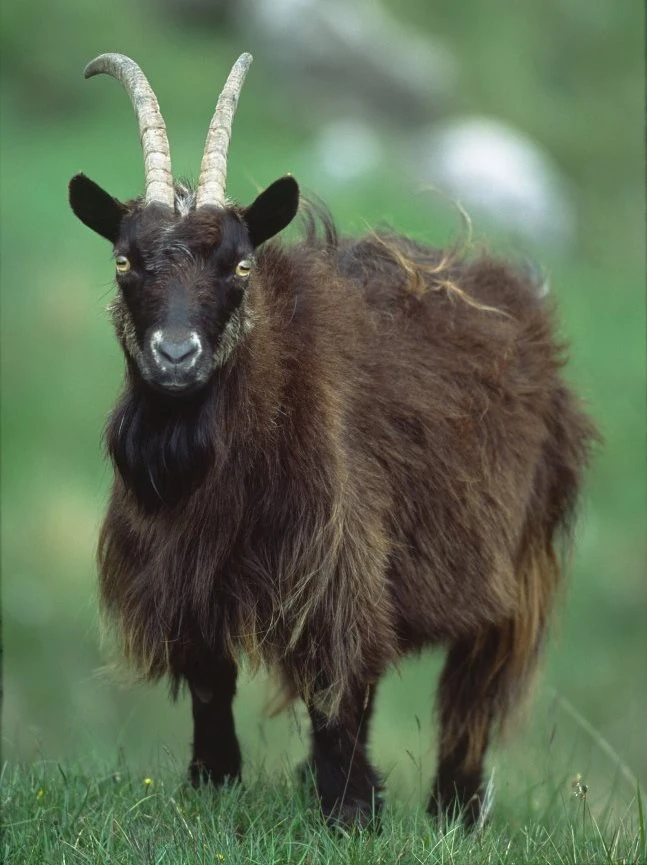 Wild Goat | Animal Atomizer Wiki | Fandom