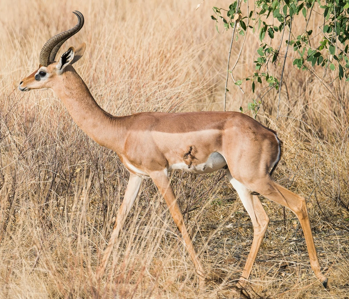 Gerenuk | Animal Atomizer Wiki | Fandom