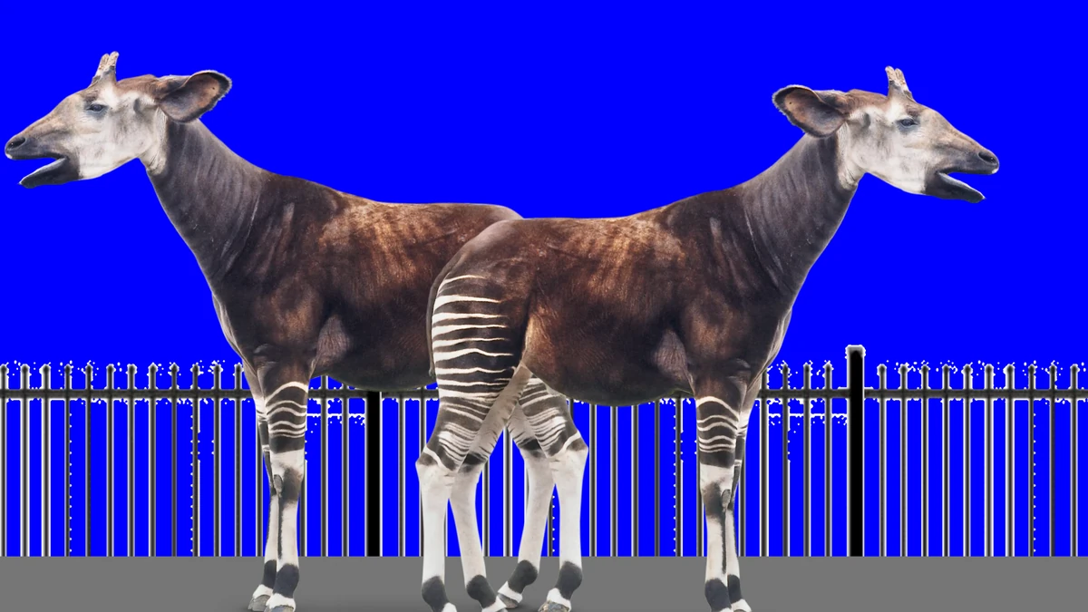 List Of Animals Who Seen In Animals Ode Of Joy | Animal Atomizer Wiki ...