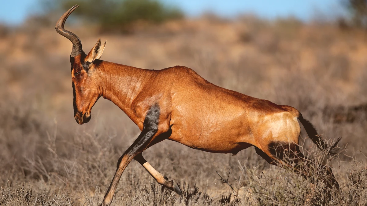 Hartebeest | Animal Atomizer Wiki | Fandom