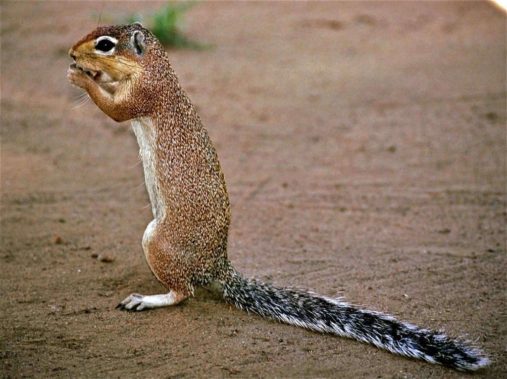 Xerus | Animal Atomizer Wiki | Fandom