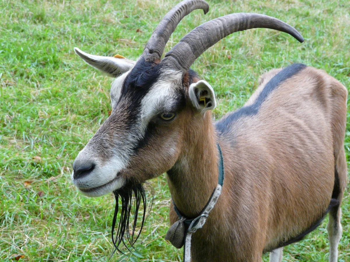 Domestic Billy Goat | Animal Atomizer Wiki | Fandom