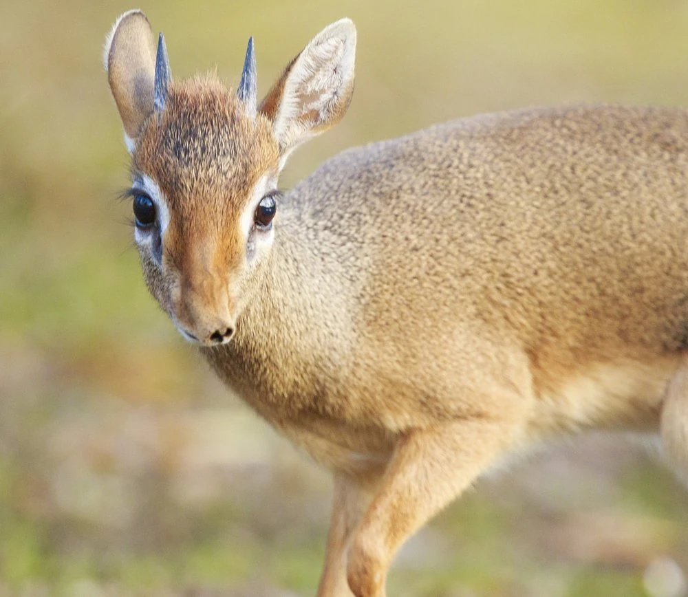 Kirk's Dik Dik | Animal Atomizer Wiki | Fandom