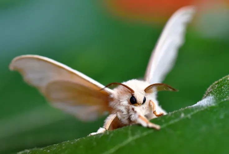 Domestic Silk Moth | Animal Atomizer Wiki | Fandom