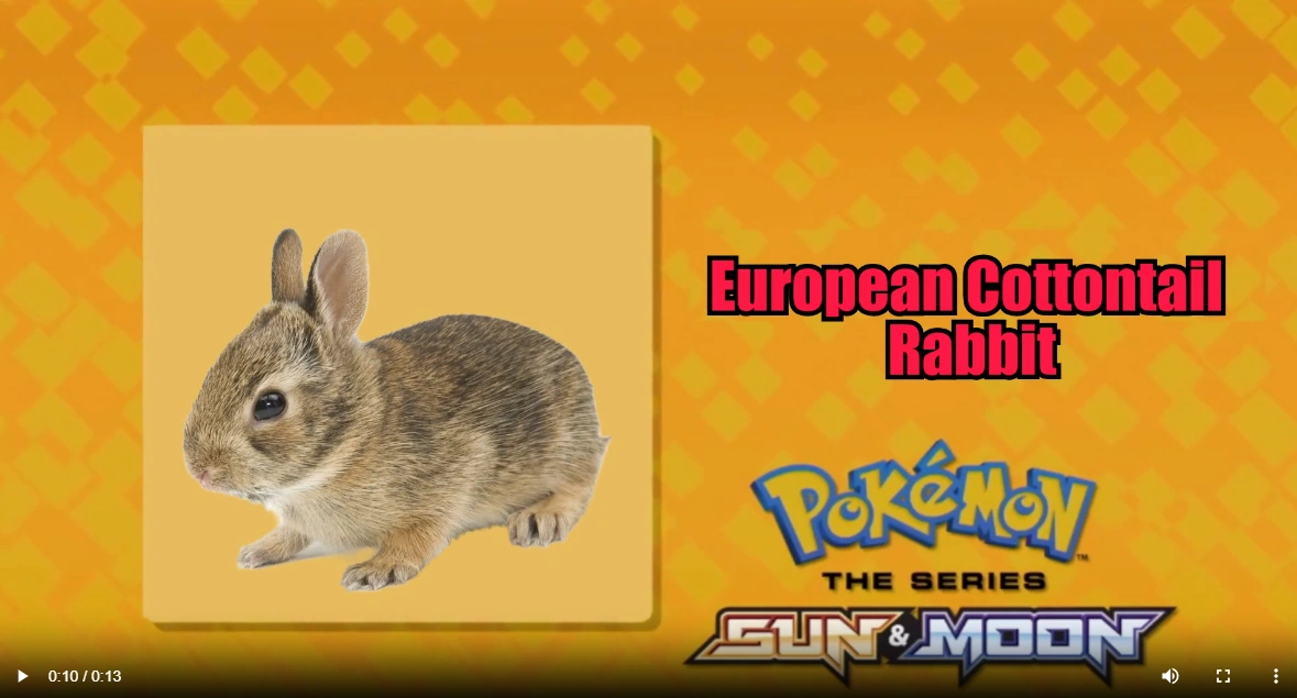 Who's That Animal | Animal Atomizer Wiki | Fandom