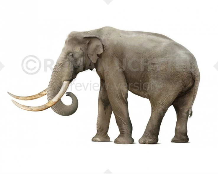 African Mammoth | Animal Atomizer Wiki | Fandom