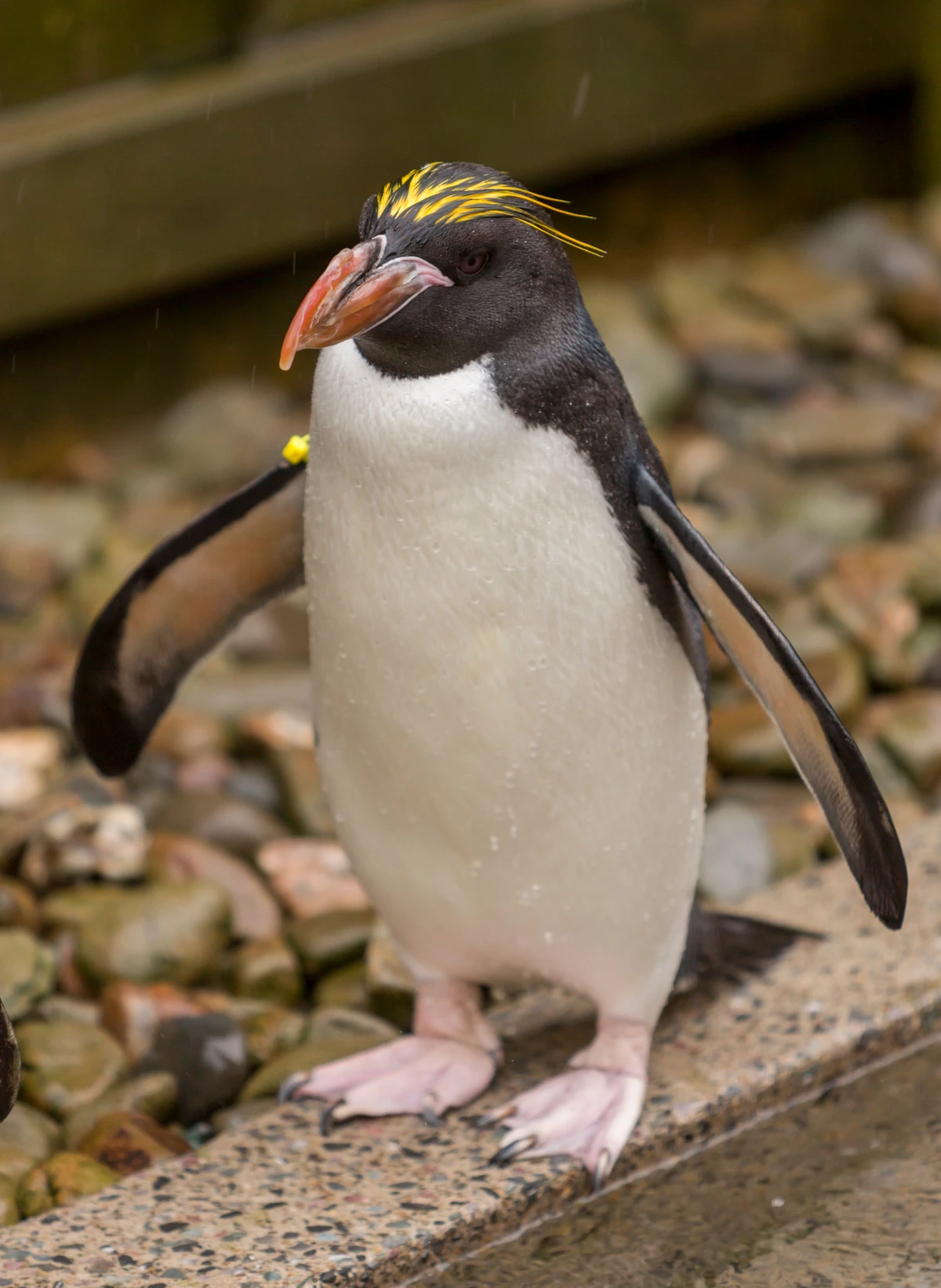 Macaroni Penguin | Animal Atomizer Wiki | Fandom