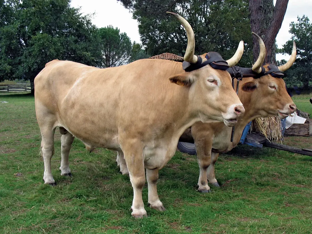 Ox | Animal Atomizer Wiki | Fandom