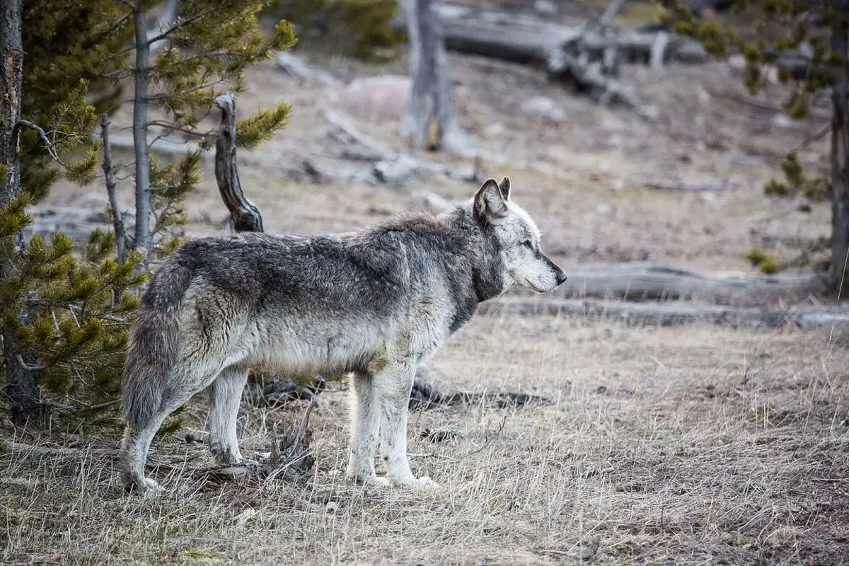 Grey Wolf | Animal Bio Wiki | Fandom