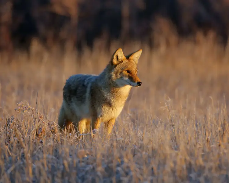 Coyote | Animal Bio Wiki | Fandom