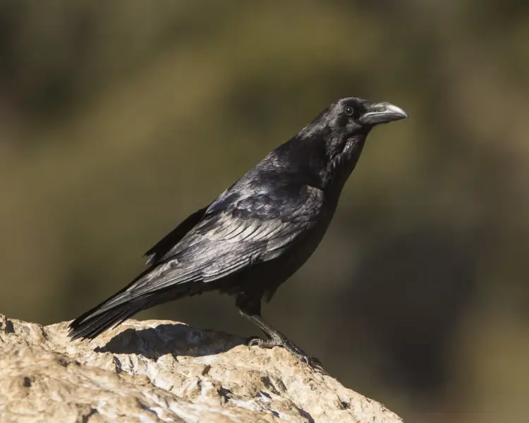 Common Raven | Animal Bio Wiki | Fandom