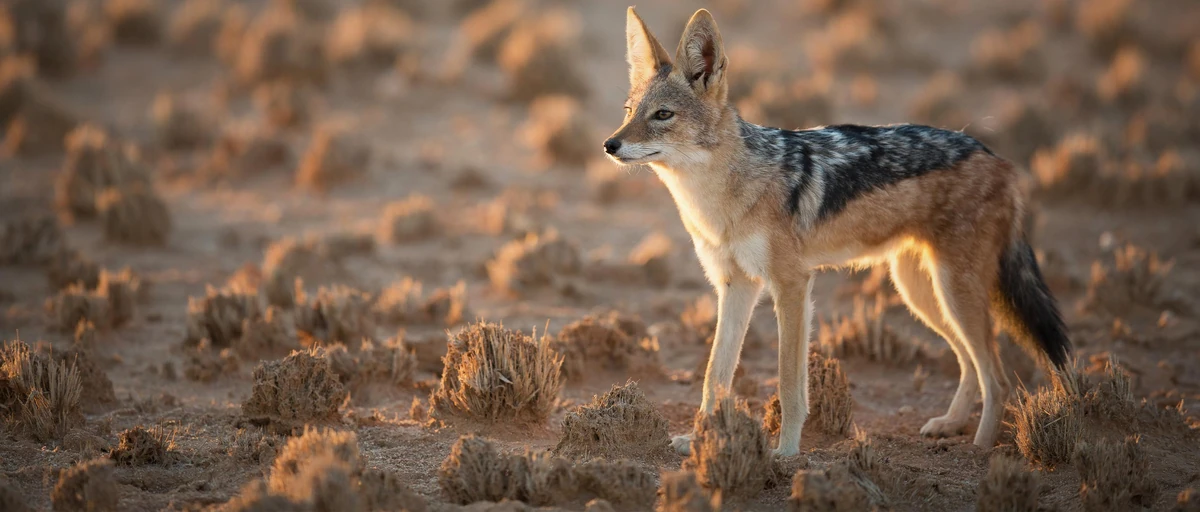 Animal Bio Wiki | Fandom