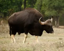 Gaur | Animal Bio Wiki | Fandom