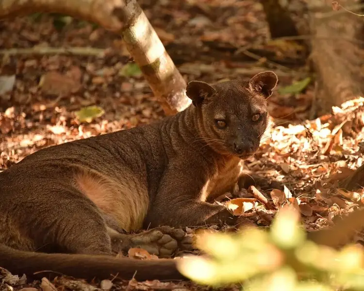 Fossa | Animal Bio Wiki | Fandom
