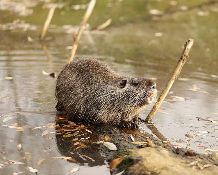 Coypu | Animal Bio Wiki | Fandom