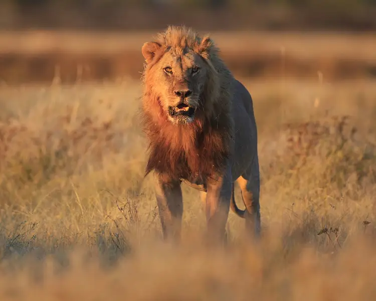 Lion | Animal Bio Wiki | Fandom