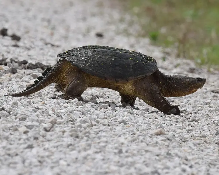 Common Snapping Turtle | Animal Bio Wiki | Fandom