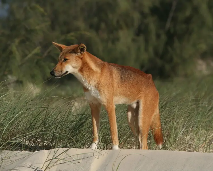Dingo | Animal Bio Wiki | Fandom