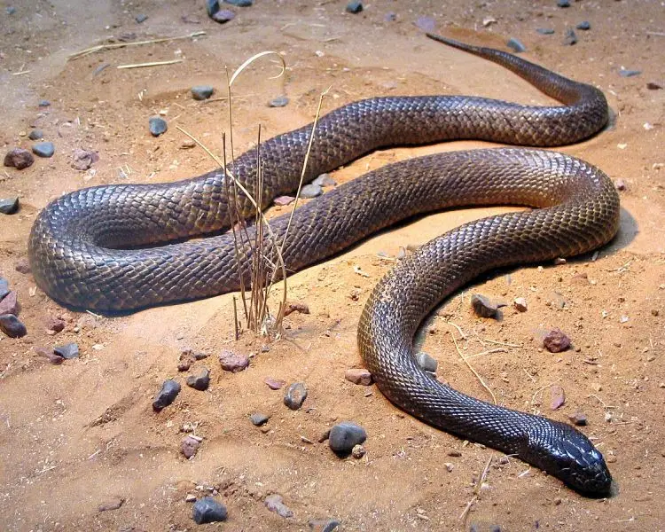 Inland Taipan | Animal Bio Wiki | Fandom