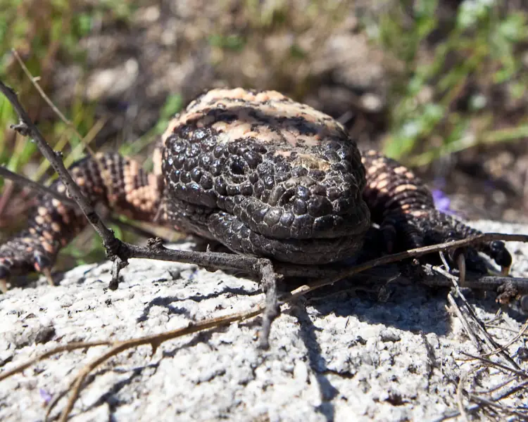 Gila Monster | Animal Bio Wiki | Fandom