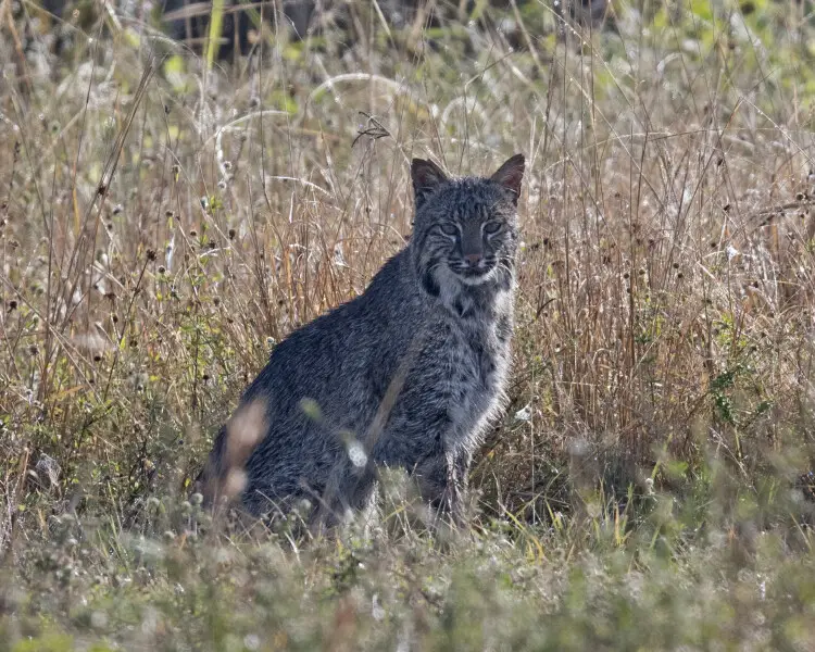 Bobcat | Animal Bio Wiki | Fandom