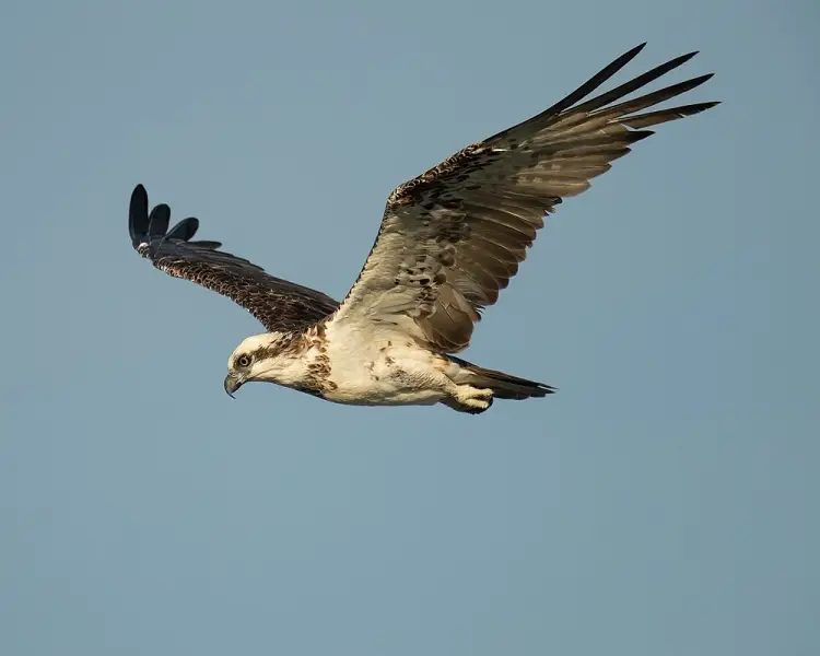Osprey | Animal Bio Wiki | Fandom