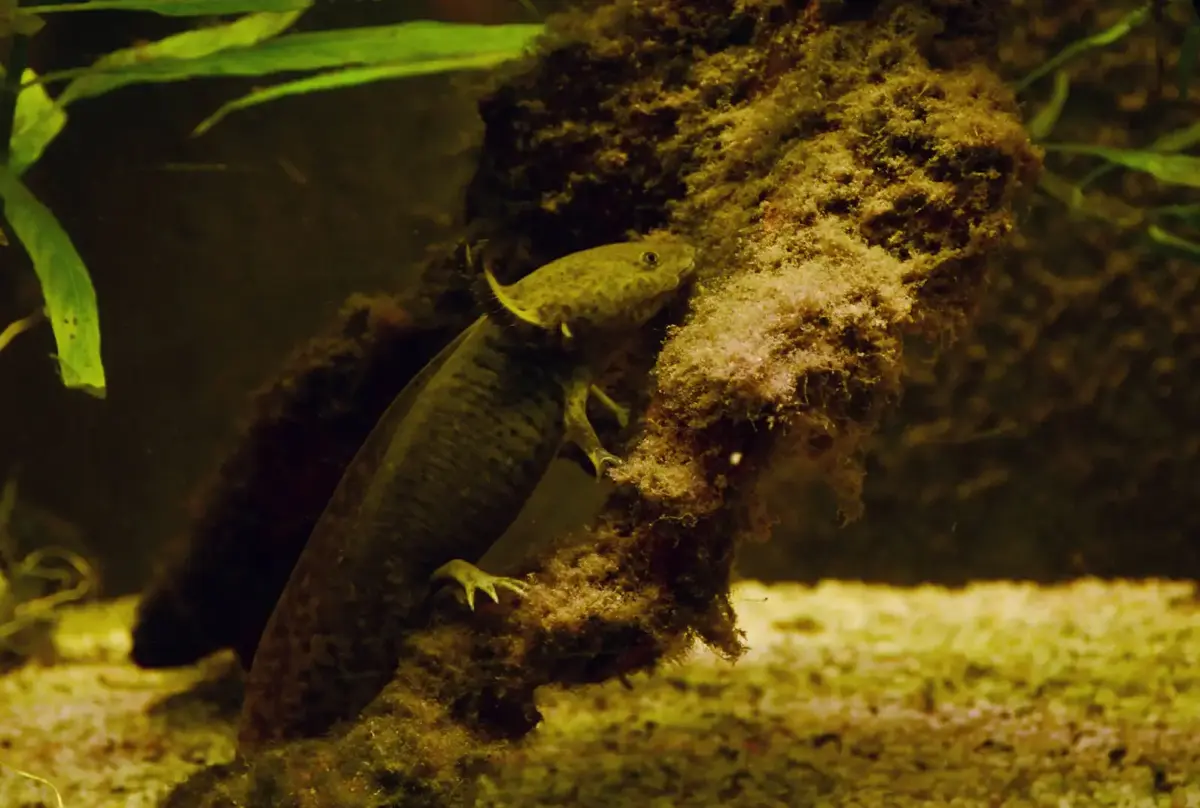 Axolotl | Animal Bio Wiki | Fandom