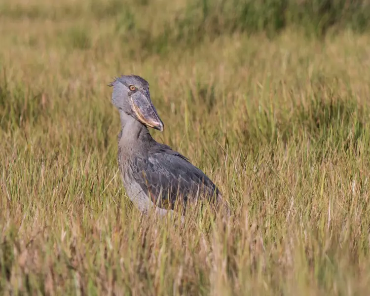 Shoebill | Animal Bio Wiki | Fandom