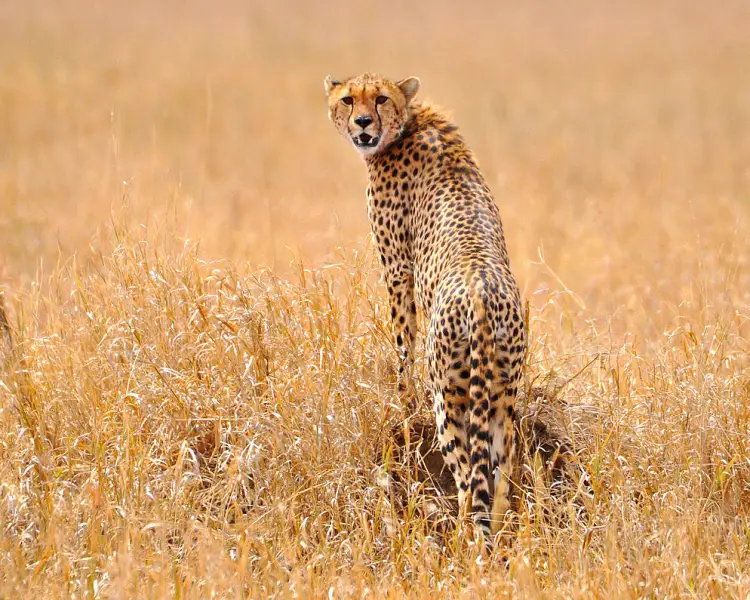 Cheetah | Animal Bio Wiki | Fandom