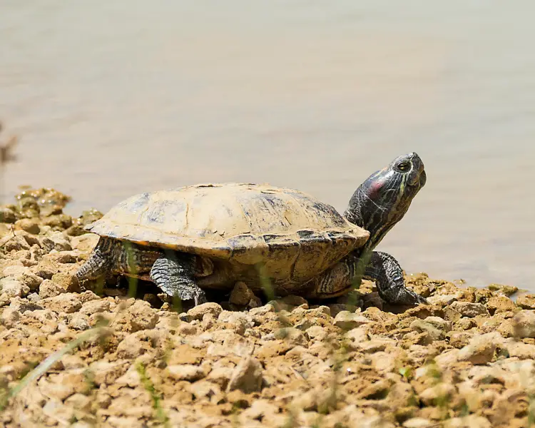 Red-Eared Slider | Animal Bio Wiki | Fandom