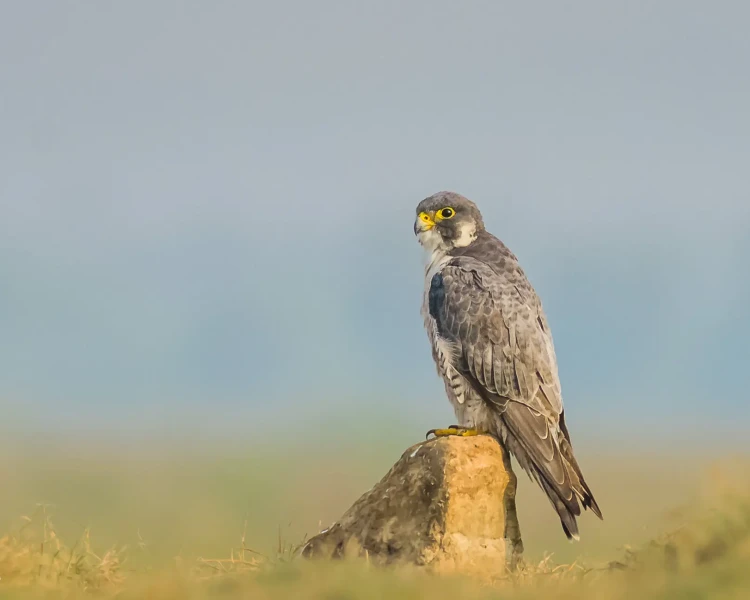 Peregrine Falcon | Animal Bio Wiki | Fandom