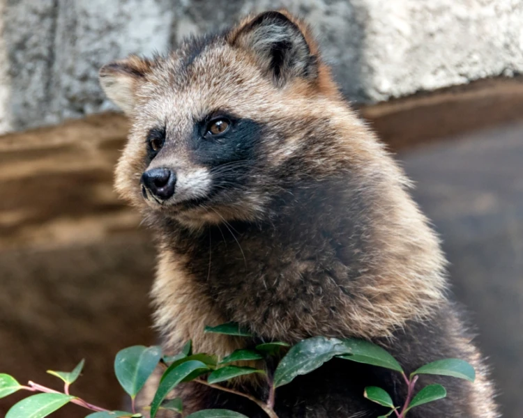 Japanese Raccoon Dog | Animal Bio Wiki | Fandom