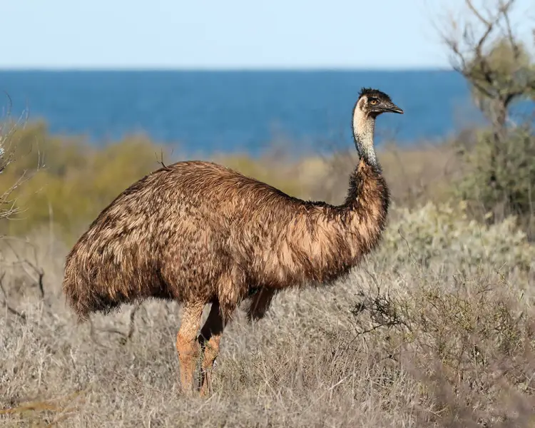 Emu | Animal Bio Wiki | Fandom