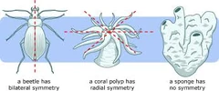 Arthropoda Characteristics | Animal Classification Project Wiki | Fandom