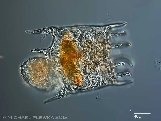 Rotifera (Wheel Animals) | Animal Classification Project Wiki | Fandom